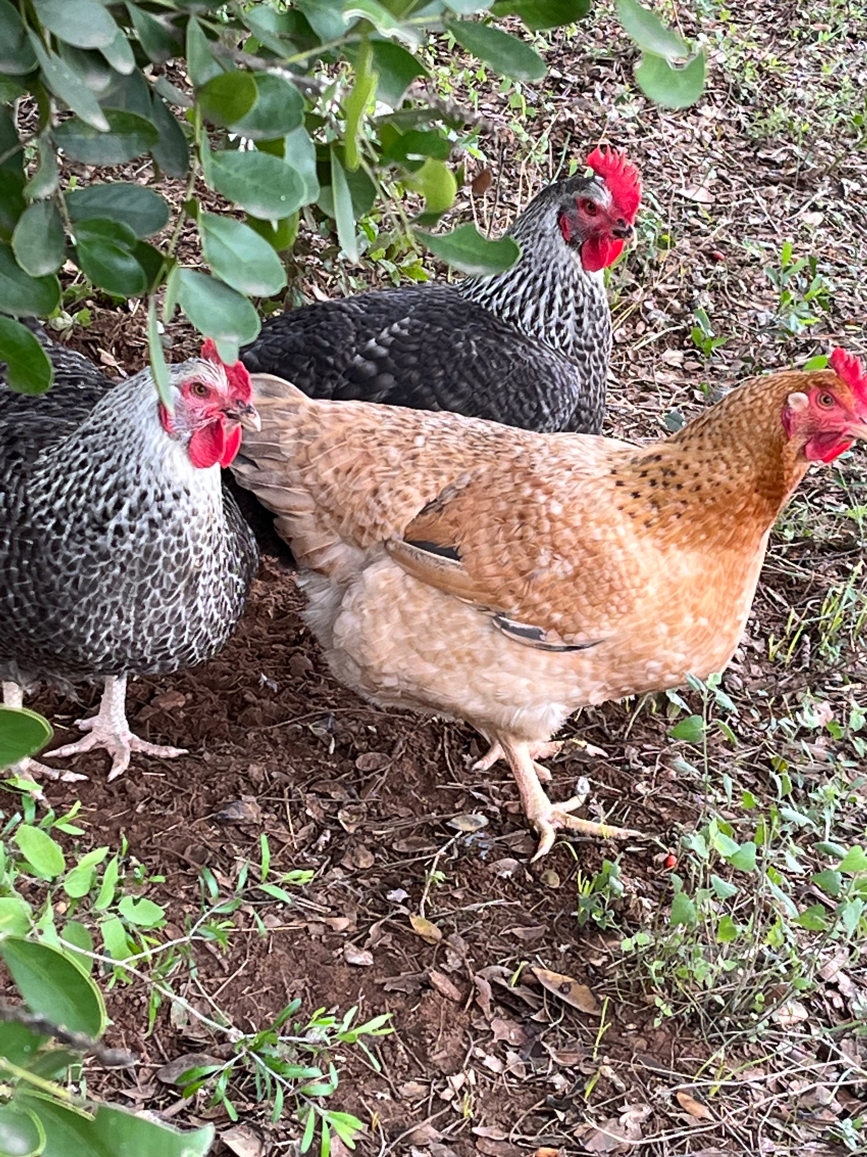 Why We Chose Kosher King – Flying A Farms