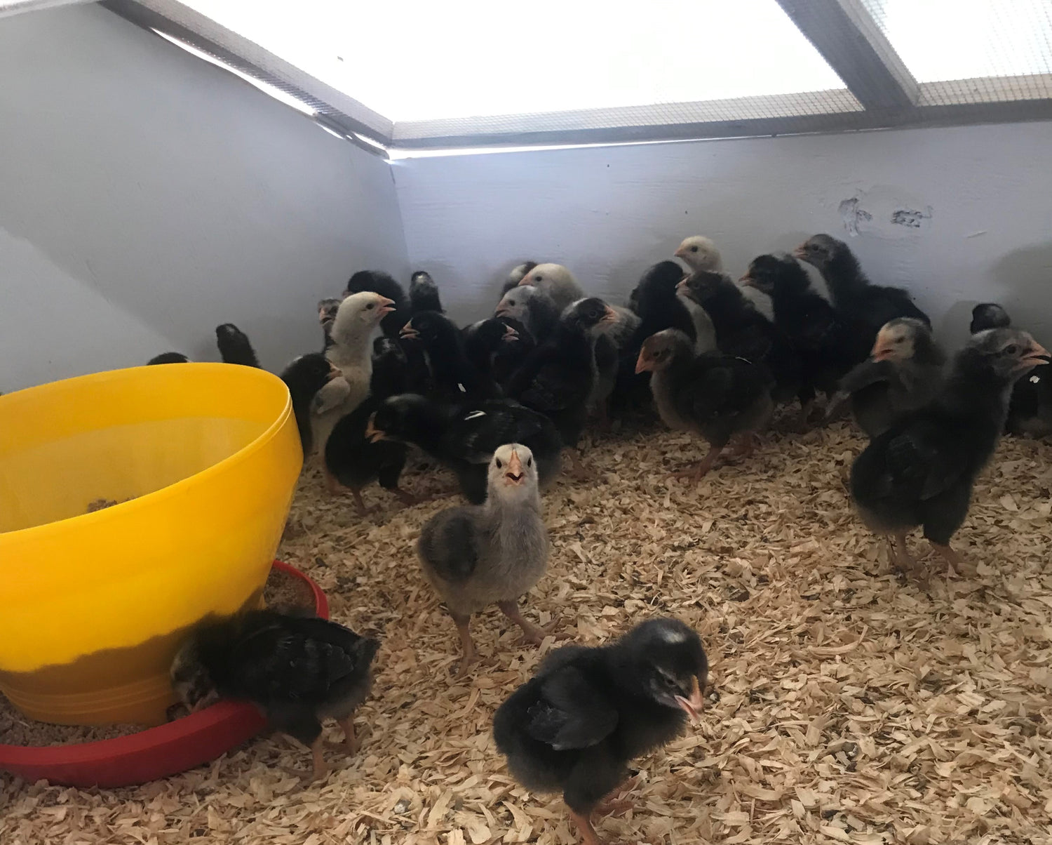 Why We Chose Kosher King – Flying A Farms